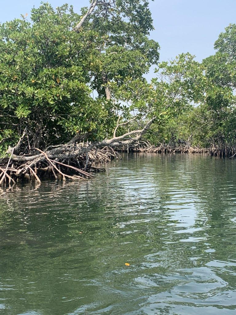 Belize: Monkey River Tour with Kids • My Travelling Circus