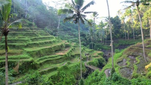 The Best Things to Do in Ubud Bali• My Travelling Circus