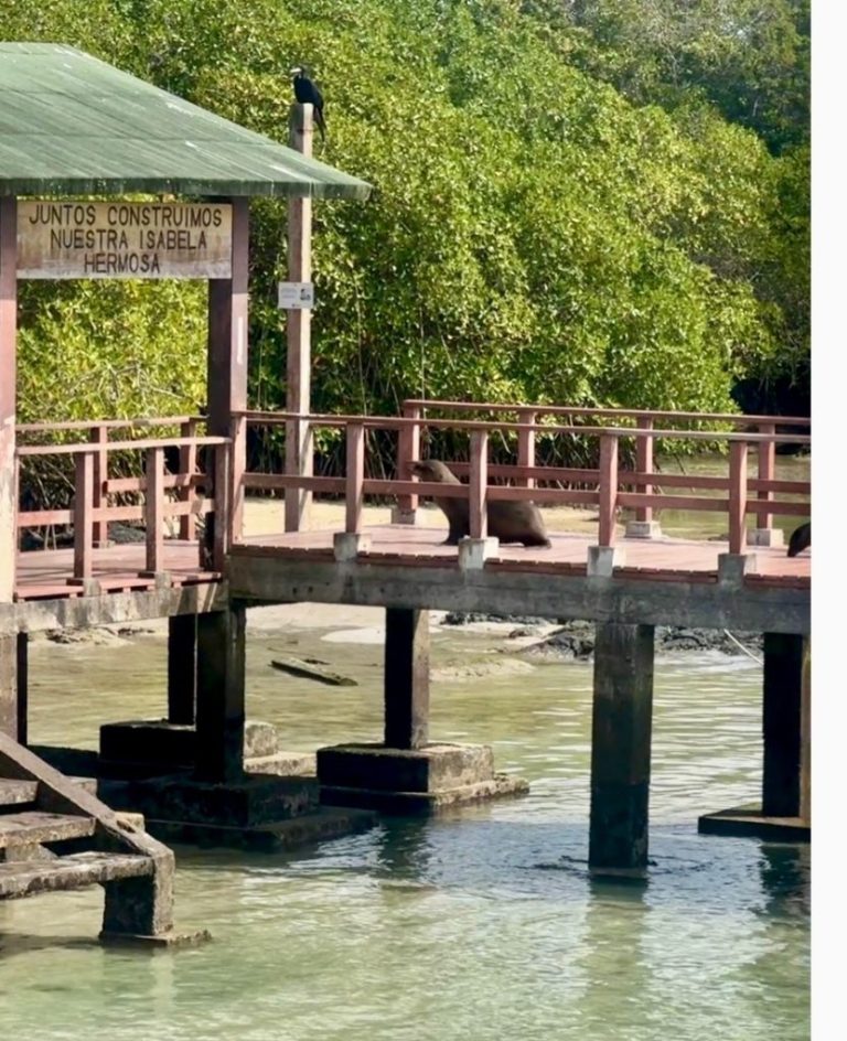 Isabela Island, Galapagos: All You Need to Know Before You Go - My ...