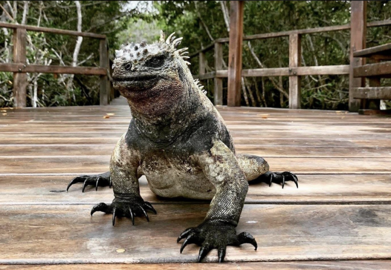 Santa Cruz Island, Galapagos: All You Need to Know Before You Go - My ...